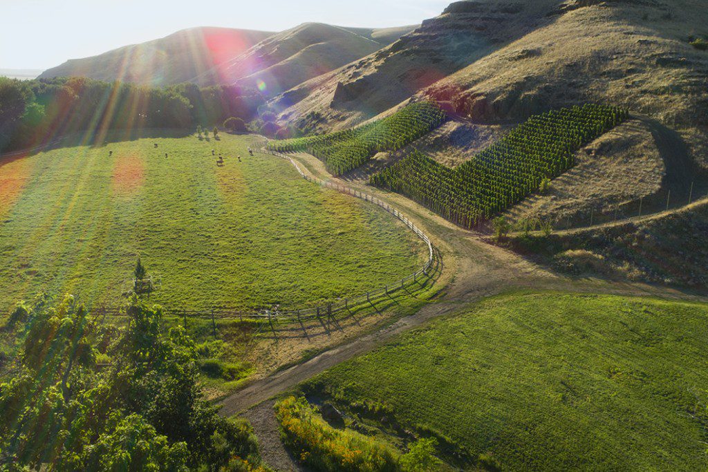 Beyond categorization – Christophe Baron's Bionic Wines - Northwest ...