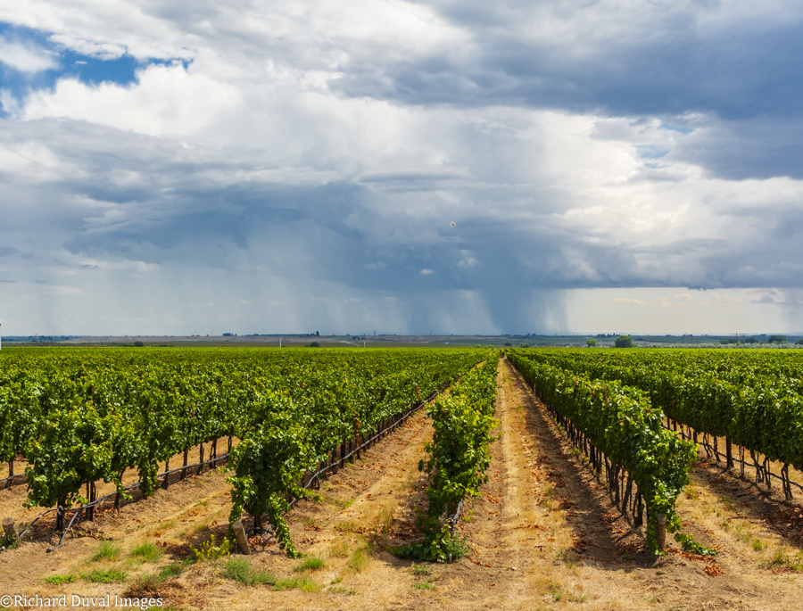 Simonit & Sirch partners with Conner Lee Vineyard, first Washington ...