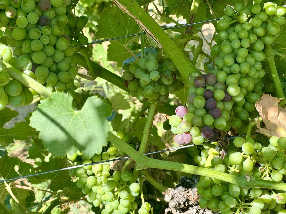 Sean P. Sullivan Northwest Wine Report - Northwest Wine Report
