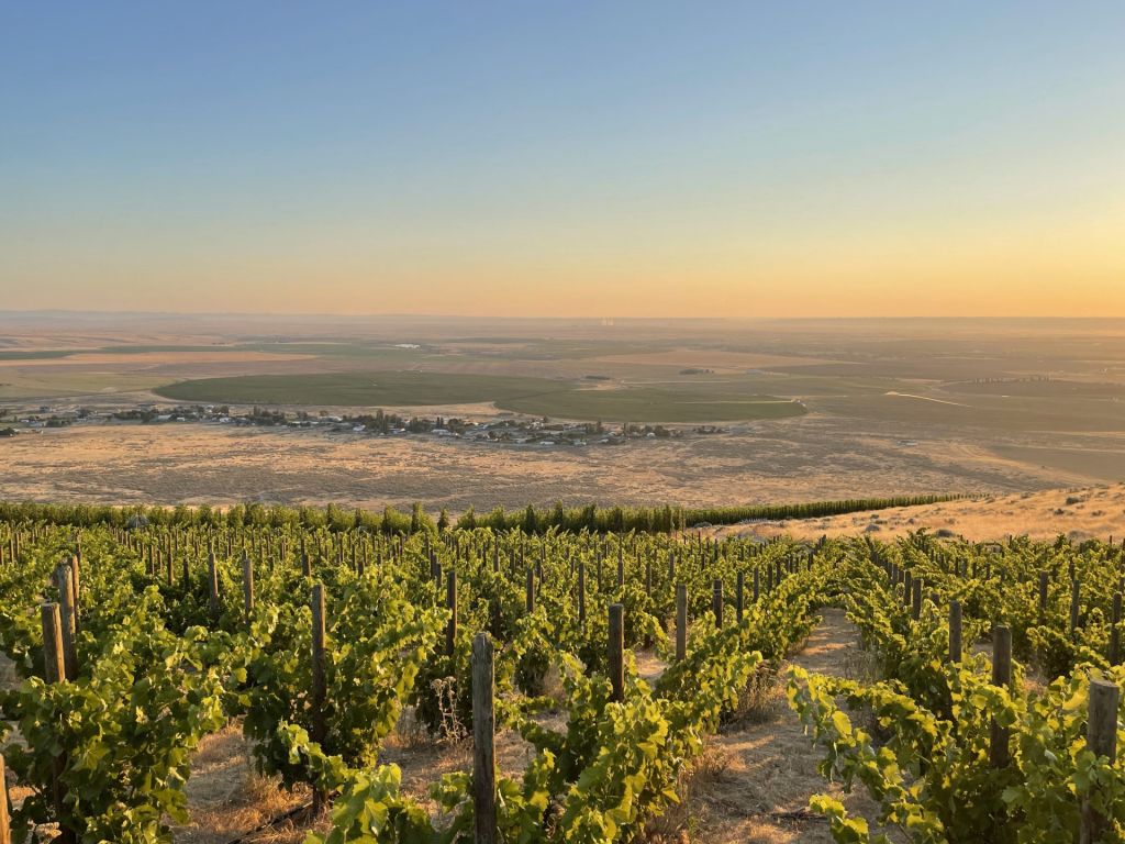 MTN/ART Wines – The beauty of viticulture, wine, and hardship on Red ...