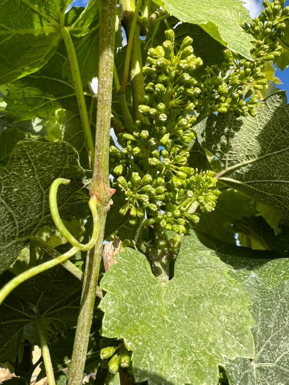 Bloom begins in the Columbia Valley - Northwest Wine Report
