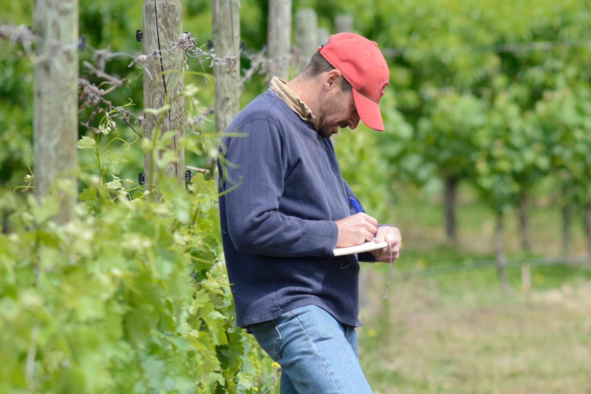 British Columbia wineries show resilience after freezes - Northwest ...