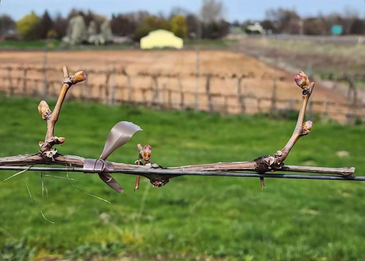 Bud break begins in the Columbia Valley - Northwest Wine Report