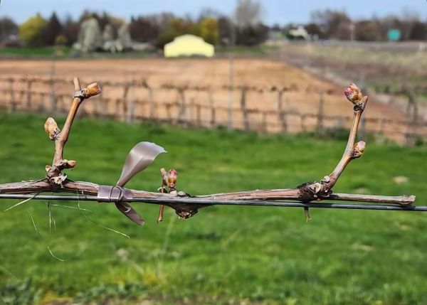 Bud break begins in the Columbia Valley - Northwest Wine Report